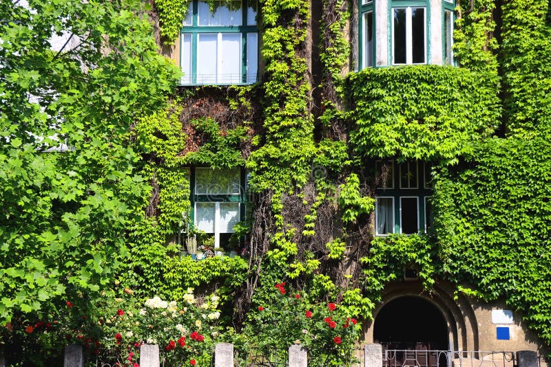 Building Covered in Plants stock image. Image of architecture - 268568783