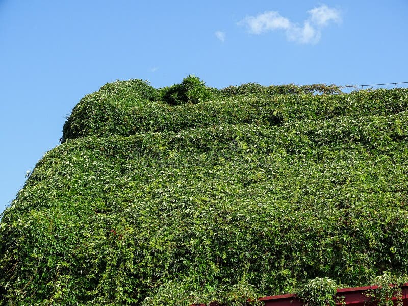 Building Coveres with Green Vegetation in Summer Stock Image - Image of ...