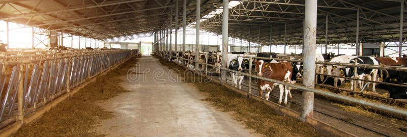 Building of a Cow Farm. Panorama Stock Photo - Image of head, breed ...