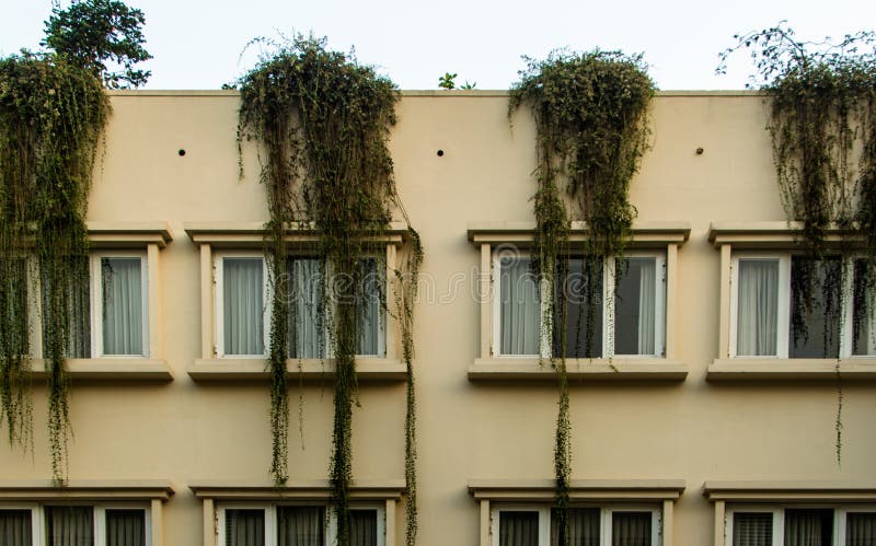 Building Facade with Cascading Green Vines Stock Photo - Image of ...