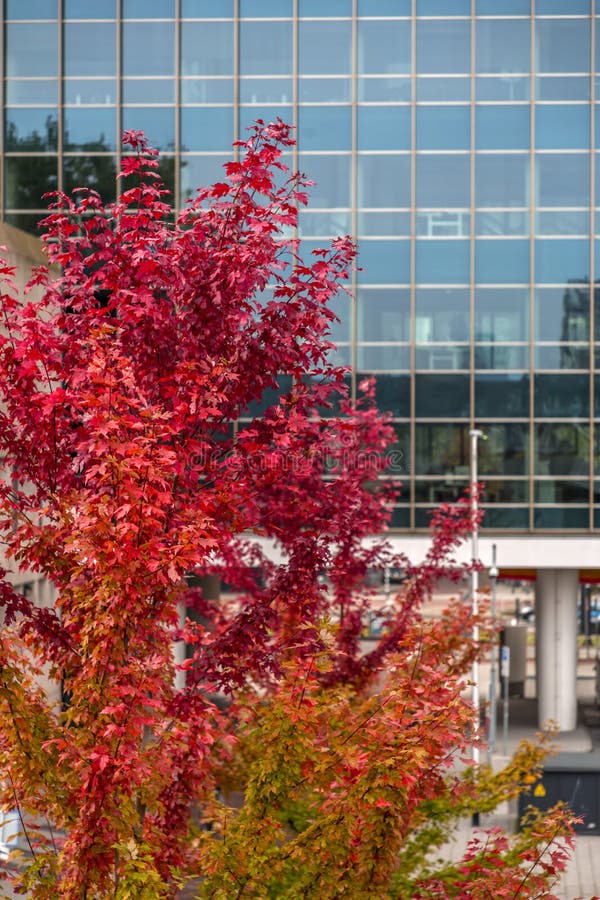 Building Facade Detail Pattern with Trees Stock Image - Image of ...