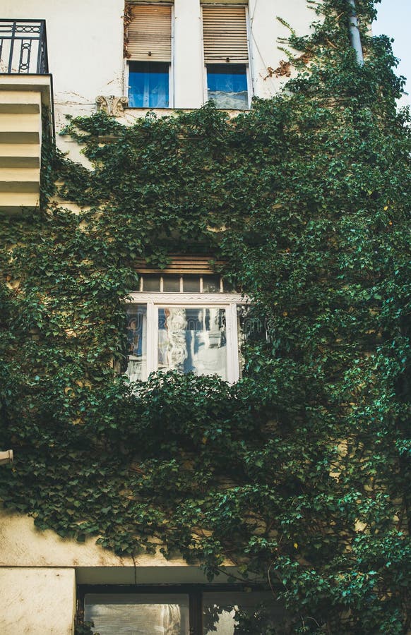 Window Surrounded by Nature Stock Image - Image of sculpture, building ...