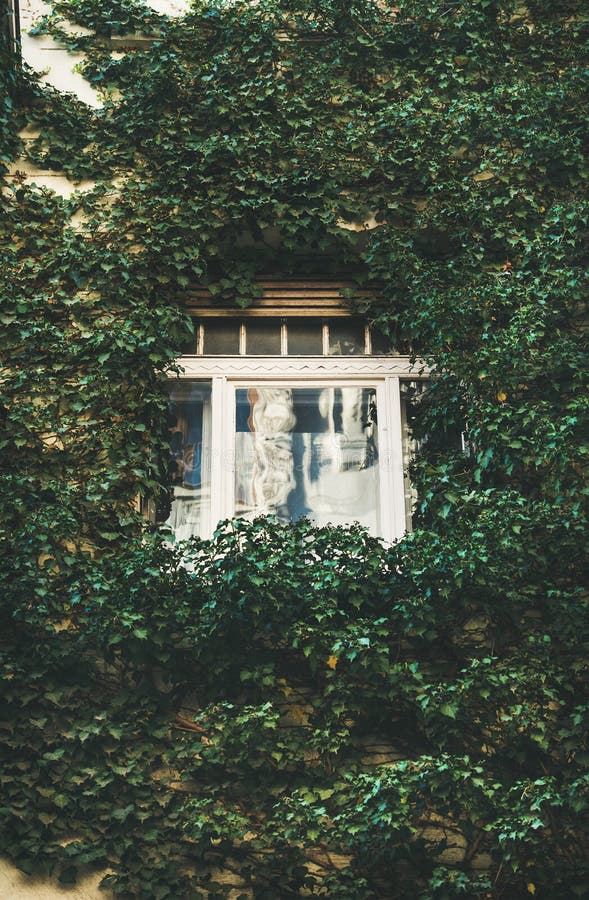 Window Surrounded by Nature Stock Image - Image of sculpture, building ...