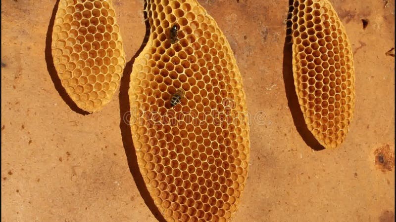 Building instinct bees. stock footage. Video of video - 65325588