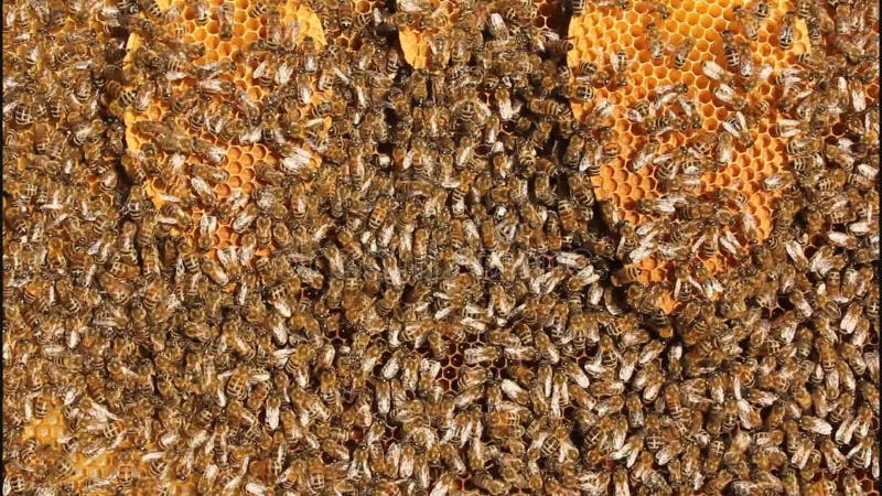 Building instinct bees. stock video. Video of entomology - 57711005