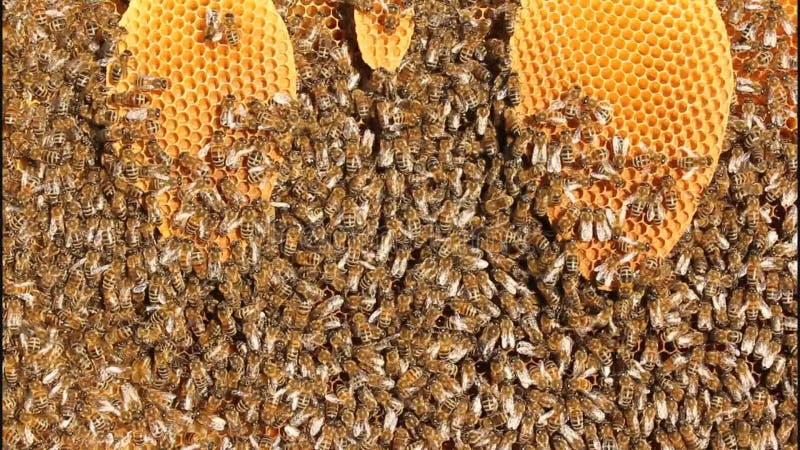 Building instinct bees. stock footage. Video of beekeeping - 57711188