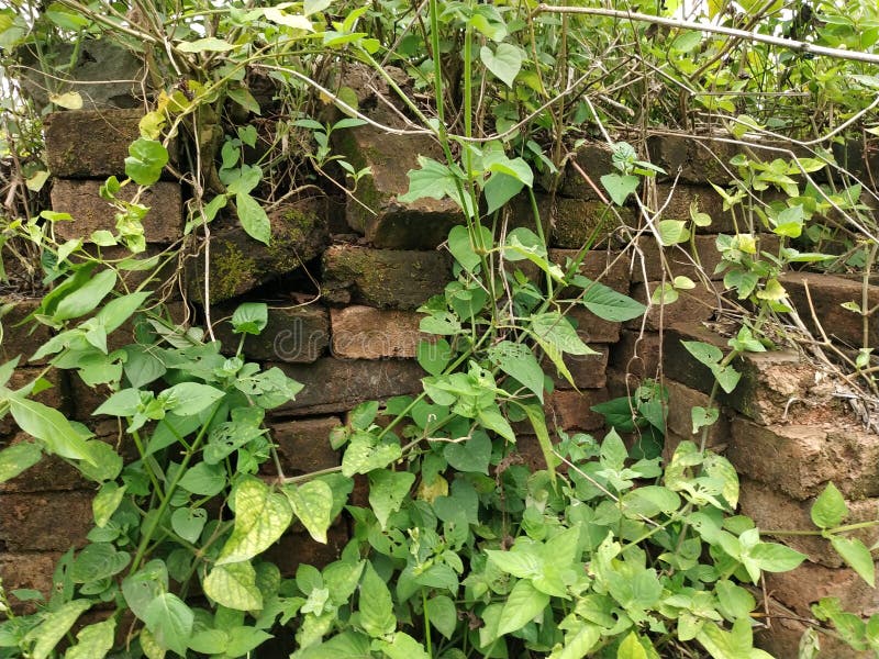 Building material brick stock image. Image of green - 200071977