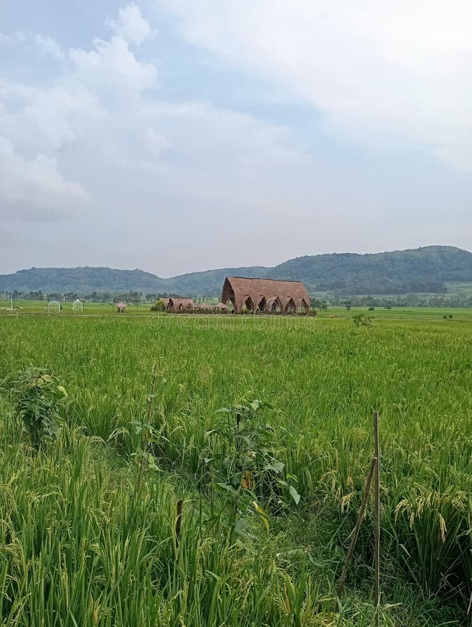 Building in the Middle of Beautiful Rice Fields Stock Image - Image of ...