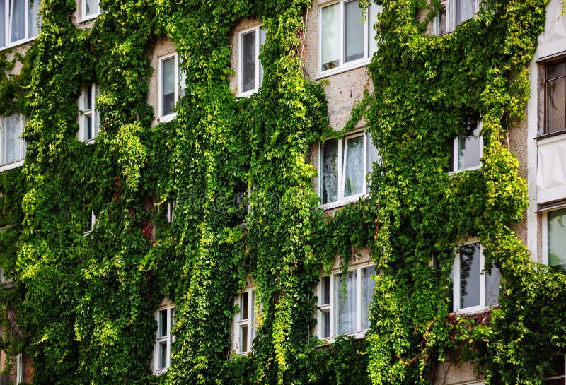 Building Overgrown with Ivy Stock Image - Image of covering, plant ...