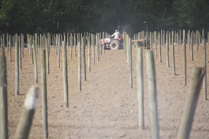 Building a Raspberry Field stock photo. Image of acre - 40351720