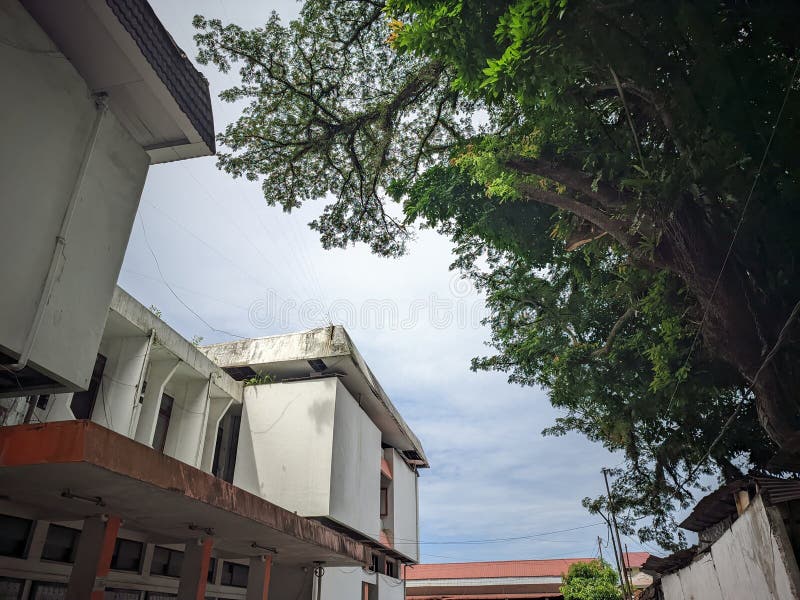 Building with Shady Trees Under Clear Sky Stock Image - Image of estate ...