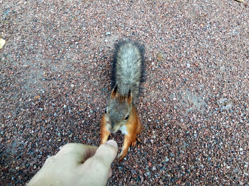 The squirrel give a hand stock image. Image of building - 100232315