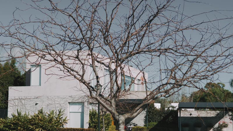 Building View through the Trees Stock Video - Video of plan, visible ...