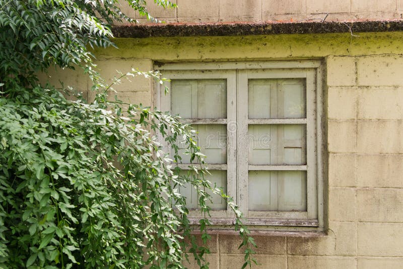 A Building with a Window and a Green Bush Growing Out of it Stock Photo ...