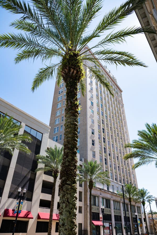 Buildings and Palm Trees on the Streets of Jacksonville, Florida ...