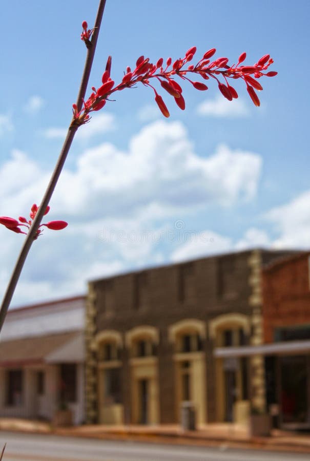 Buildings in Small Texas Town with Summer Flower Stock Image - Image of ...