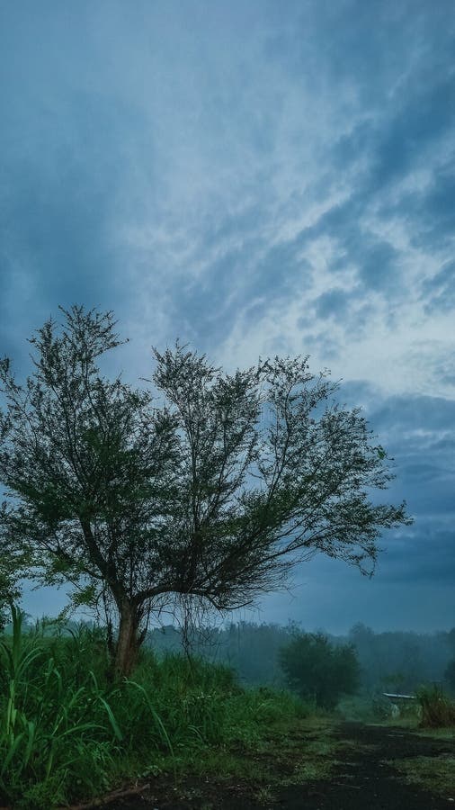 Buildings Turn into Forests in Java Stock Photo - Image of hutan ...