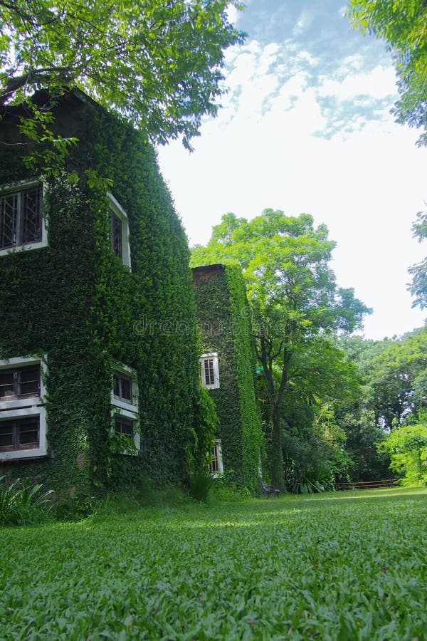 Buildings with White Windows Covered with Green Tree Vines Stock Photo ...