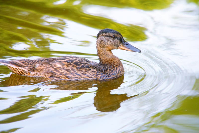 Buio in Foto Di Riserva Acqua Verdi Fotografia Stock - Immagine di ...