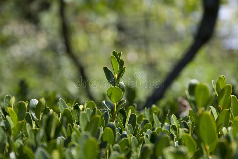 Branche de buisson de buis photo stock. Image du jardin - 67973448