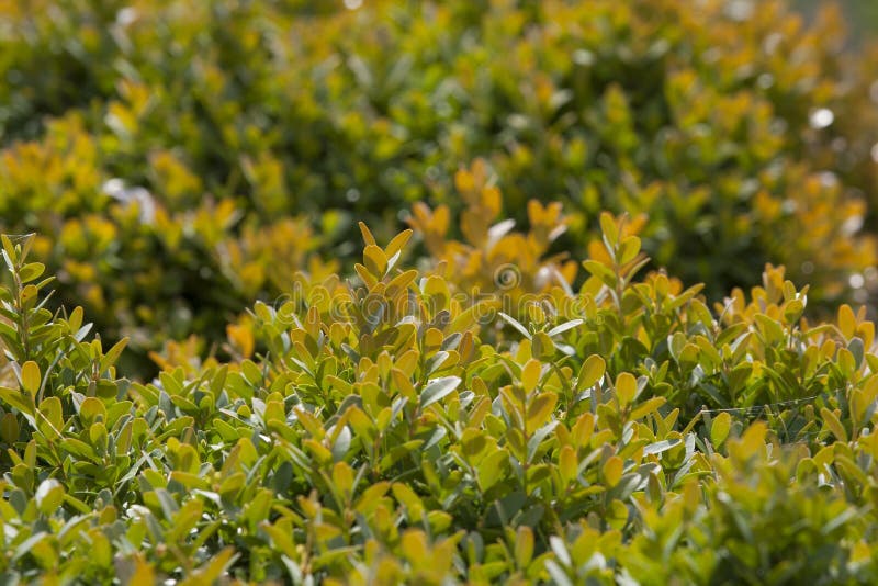 Branche de buisson de buis photo stock. Image du jardin - 67973448