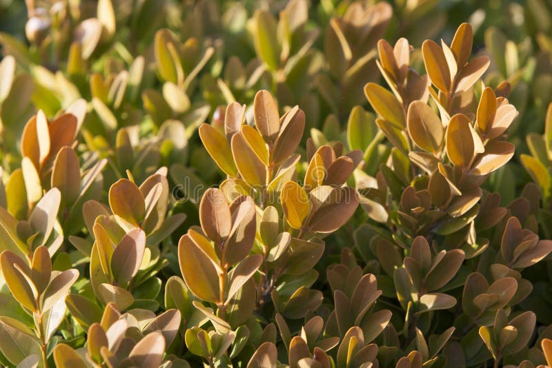 Branche de buisson de buis photo stock. Image du jardin - 67973448