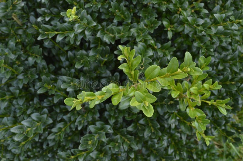 Images Branche De Buis - Téléchargez 82 Photos libres de droits