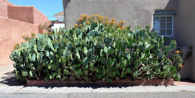 Buisson De Figuier De Barbarie Devant Un Mur De Stuc Image stock ...