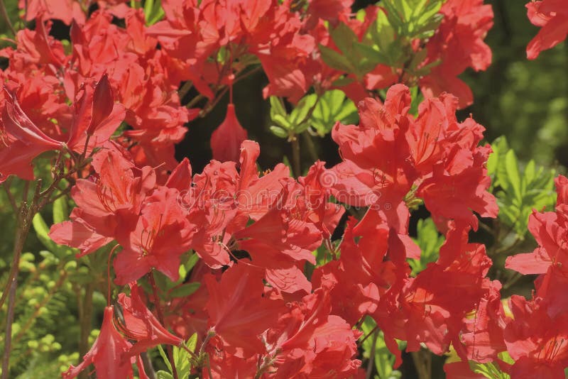 Beau Buisson En Parc D'automne Photo stock - Image du beau, herbe: 46456874