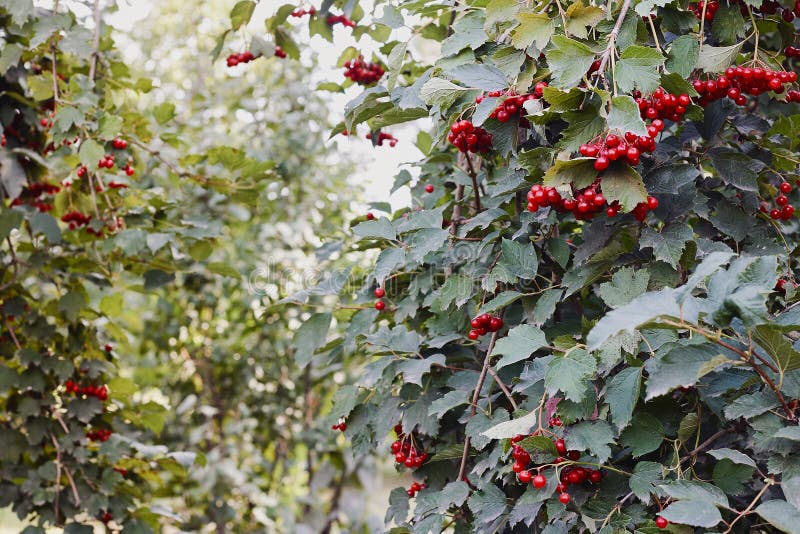 Buisson De Viburnum Avec Les Baies Et Les Feuilles Rouges De Vert Photo ...