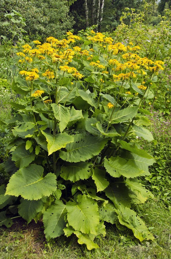 Buisson Fleurissant De Helenium D'Inula Image stock - Image du ...