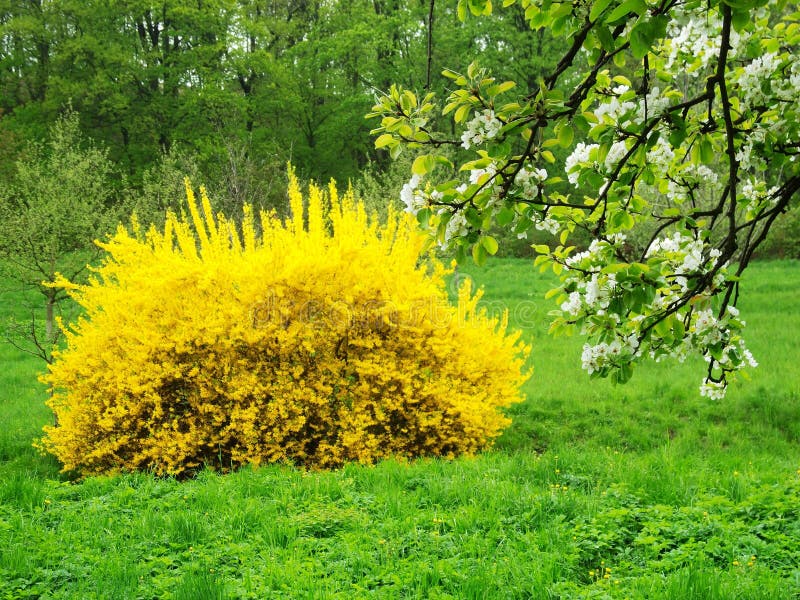 Buisson jaune photo stock. Image du nature, ressort, herbe - 33641630