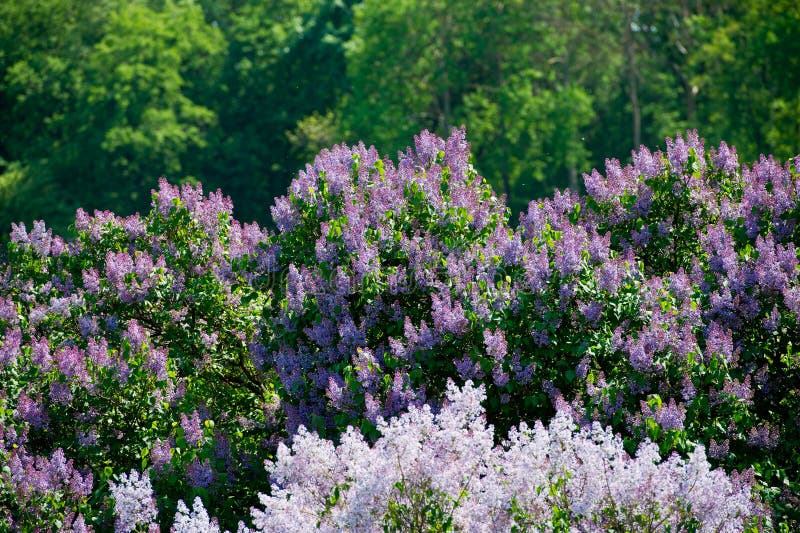 Buisson lilas image stock. Image du buisson, fleur, lilas - 31832429