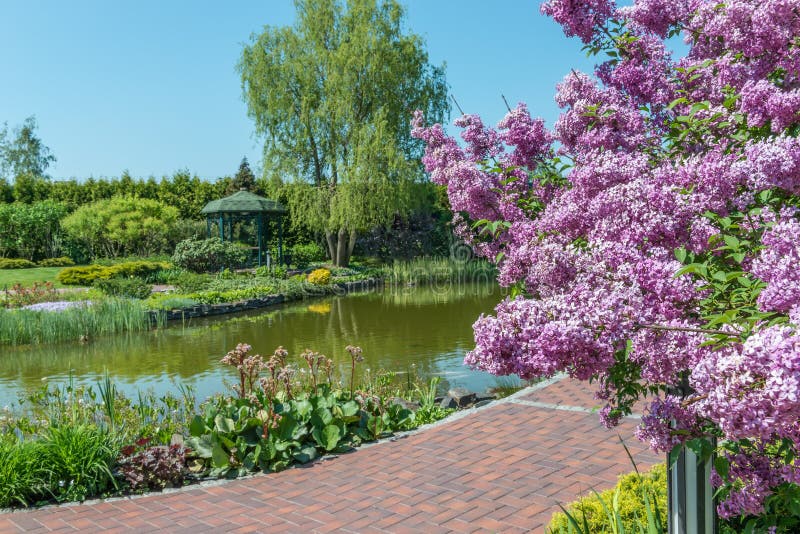 Beau Buisson En Parc D'automne Image stock - Image du végétation ...