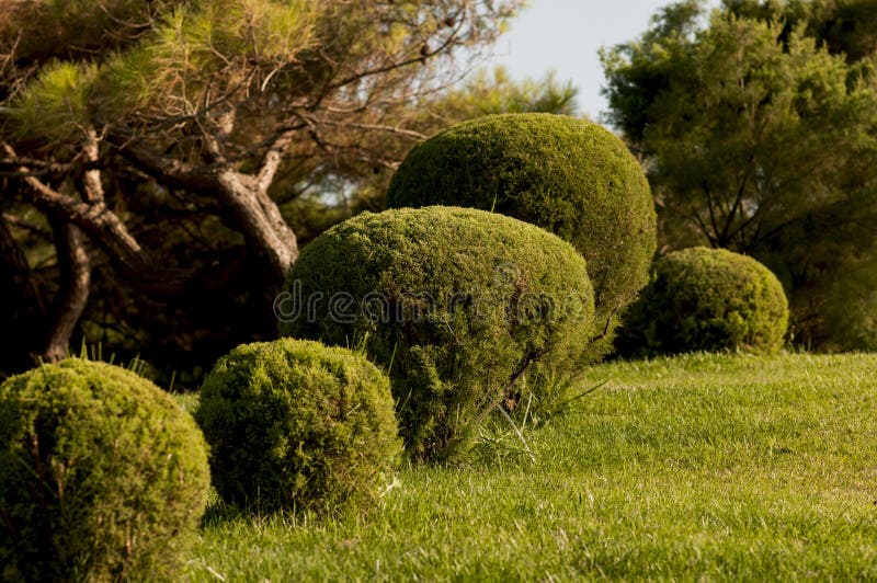Branche de buisson de buis photo stock. Image du jardin - 67973448