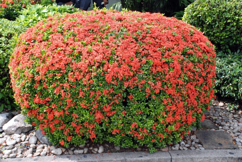 Buisson Vert Admirablement Manicured Avec Les Fleurs Rouges Photo stock ...