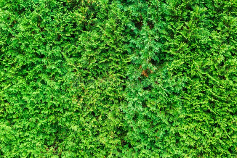 Buisson Vert De Texture Sur Le Cadre Entier Image stock - Image du zone ...