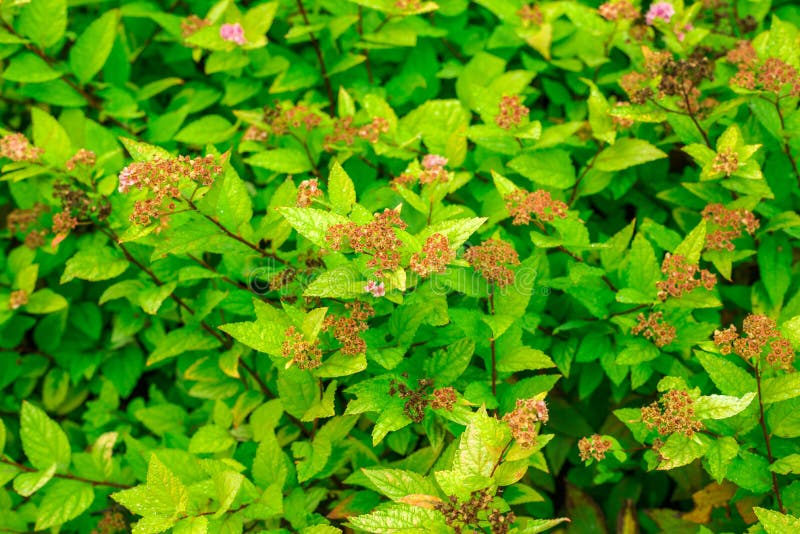 Buisson Vert De Texture Sur Le Cadre Entier Image stock - Image du ...