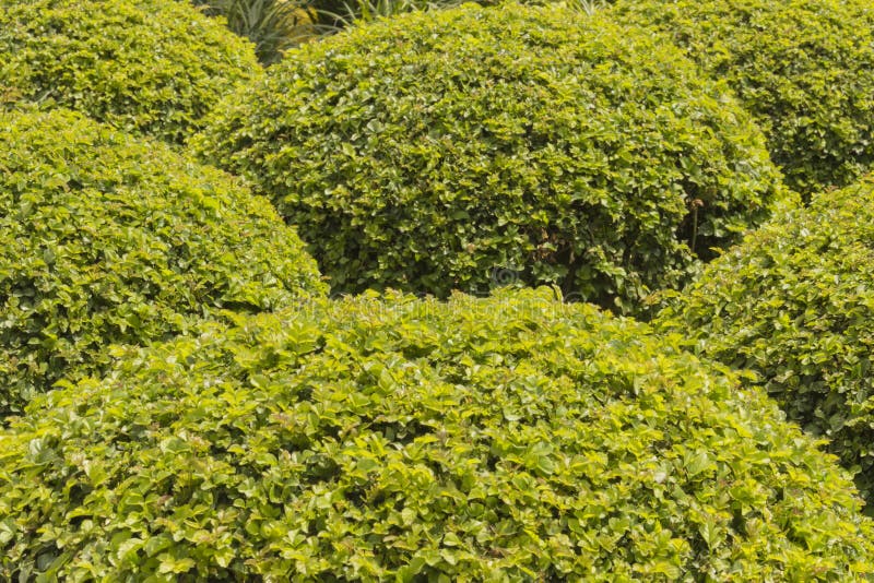 Buissons image stock. Image du configurations, ornemental - 82154195