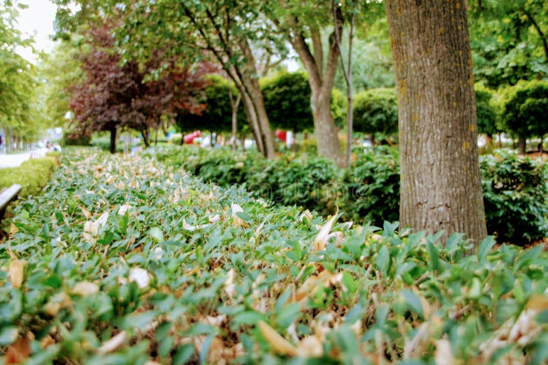 Buissons Verts En Parc De Ville Image stock - Image du haies, nature ...