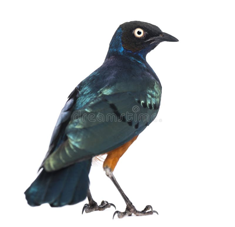 Buitengewone Superbus Van Starling - Lamprotornis- Stock Afbeelding ...