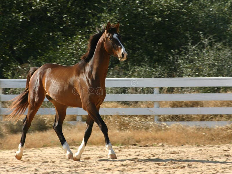 Buitensporige draf stock afbeelding. Image of draf, bomen - 56625