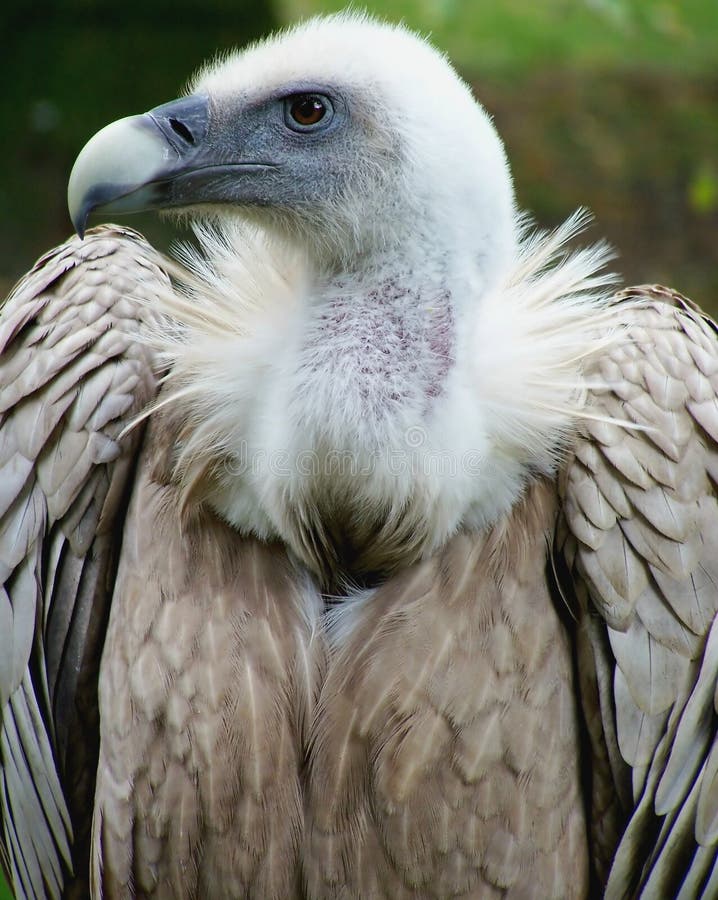 Buitre foto de archivo. Imagen de pico, buitre, plumaje - 12049438