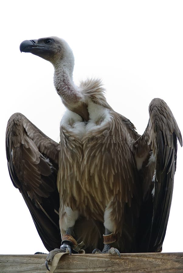 39,520 Buitre Fotos de stock - Fotos libres de regalías de Dreamstime