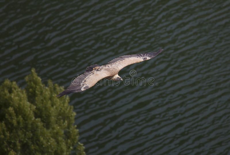 Buitre Del Bebé Fotos de stock - Fotos libres de regalías de Dreamstime
