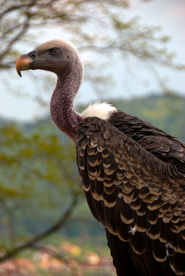 32,621 Buitre Fotos de stock - Fotos libres de regalías de Dreamstime