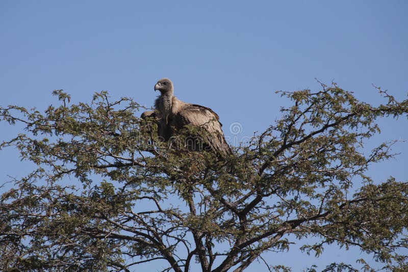 Buitre Apoyado Blanco Roosting En Copa Espinosa Foto de archivo ...