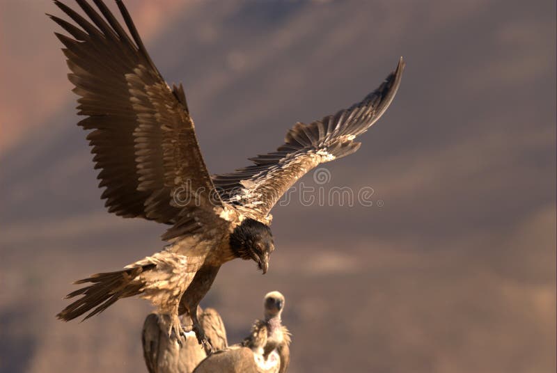 Buitre Barbudo (lat. Barbatus Del Gypaetus) Foto de archivo - Imagen de ...