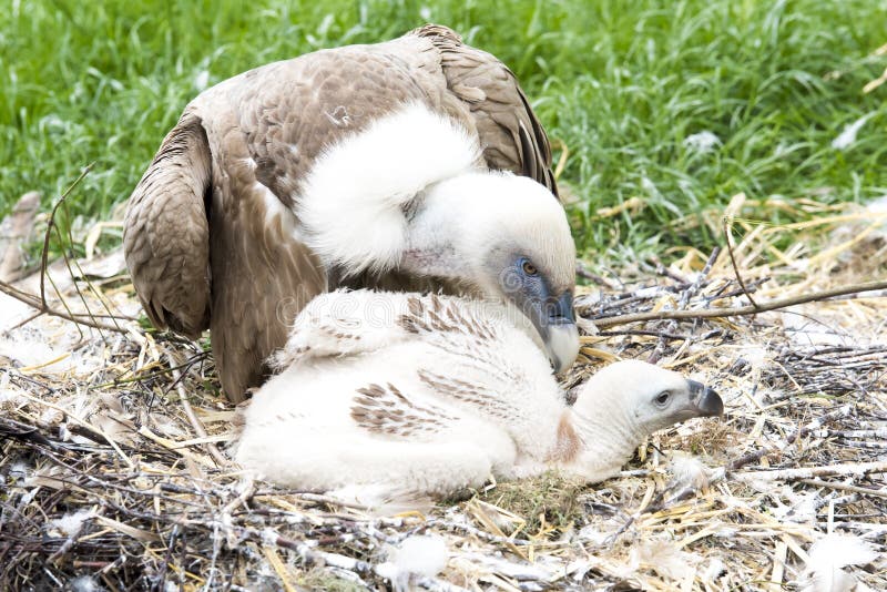 135 Buitre Del Bebé Fotos - Libres de Derechos y Gratuitas de Dreamstime