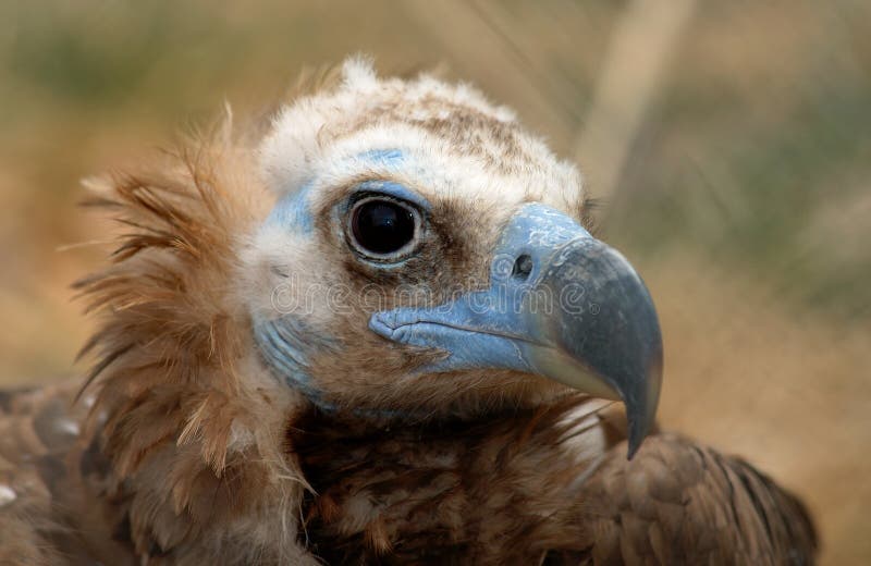 Buitre de cara azul foto de archivo. Imagen de limpiador - 516454